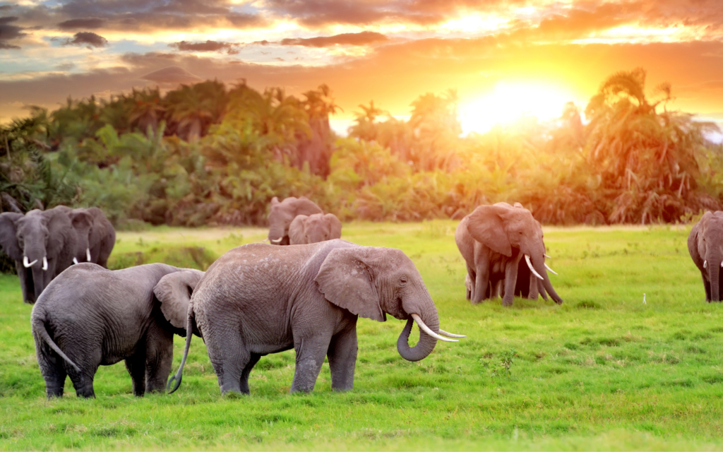 Internet of Elephants - an Initiative That Connects Wild Animals and ...